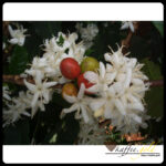 fredo Maragogype – kaffee.gold